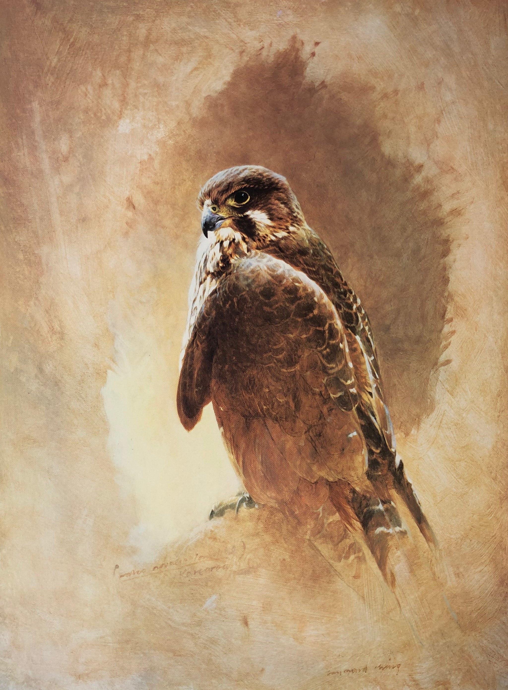 "New Zealand Falcon" - Raymond Ching – Fine Art Online Ltd
