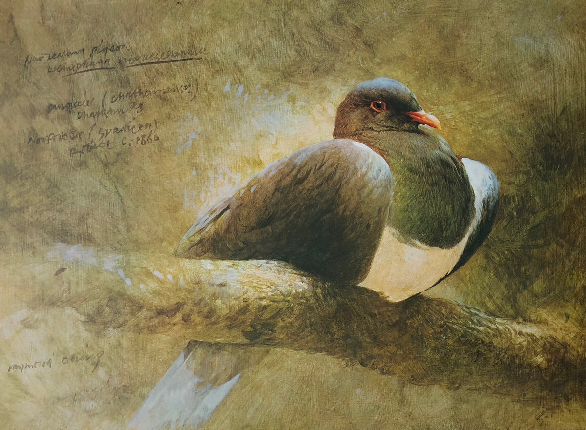 "New Zealand Wood Pigeon" - Raymond Ching – Fine Art Online Ltd